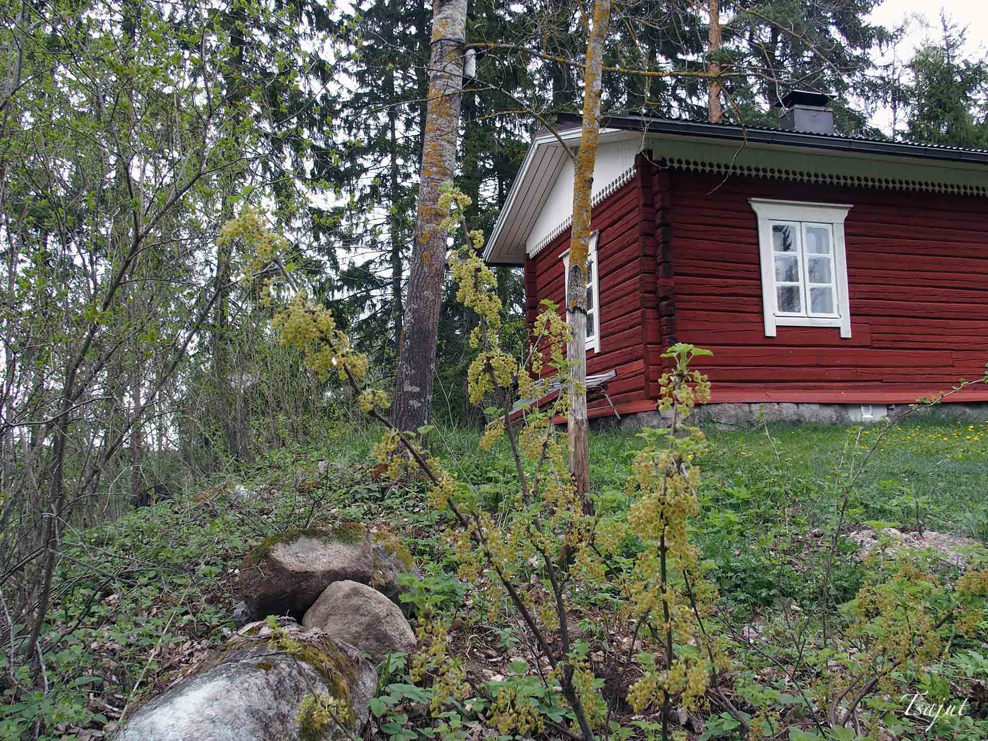 Se parempi punaherukka-inkiväärihillo - Tsajut